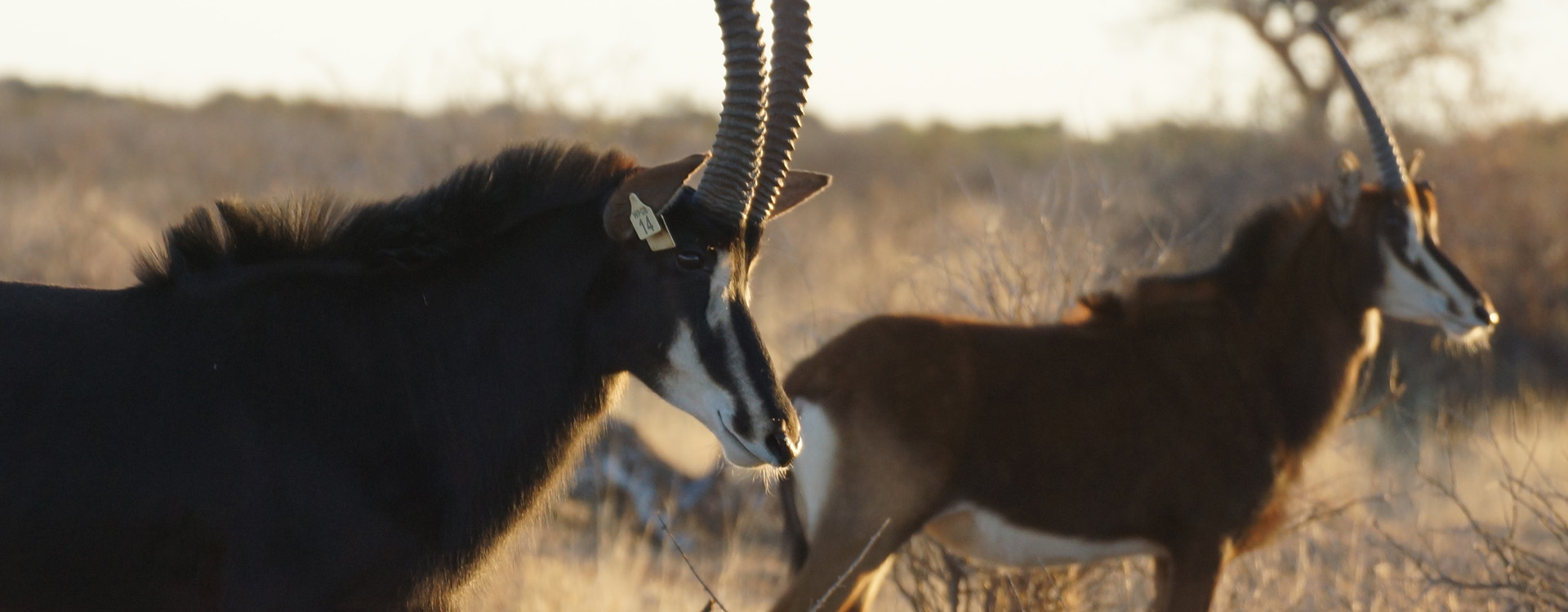 Mimosa Farming - DAS Group